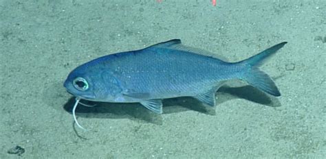 비어드피시beardfish Polymixia Loweigünther 1859