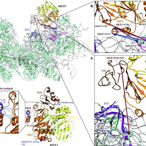 Extensive Movement Of The Fes Cluster Domain The Fes Cluster Domain Download Scientific
