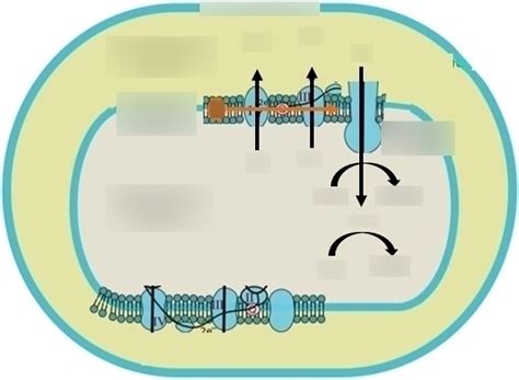 Cell Resp Electron Transport Chain Diagram Quizlet