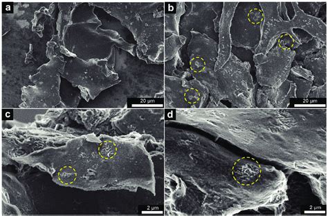 Sem Imaging Of A Cpe K Control And B D Cpe Kgo At Day 3 Circled
