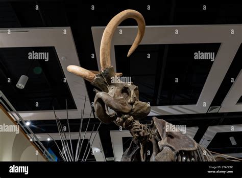 Detail Of The Tusks And Skull Of A Columbian Mammoth Mammuthus Columbi