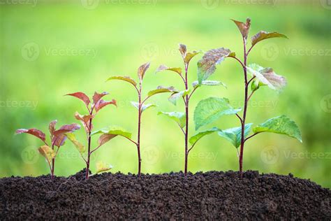 Sapling Wallpapers Top Free Sapling Backgrounds Wallpaperaccess