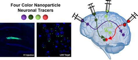 Acs Central Science Vol 6 No 3 Acs Publications