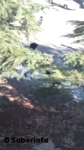 بببنید لحظات شوکه‌کننده از درگیری و کتک زدن پلیس زن توسط یک نوجوان