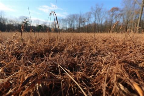 Premium Photo Patches Of Brown Dying Grass In A Field