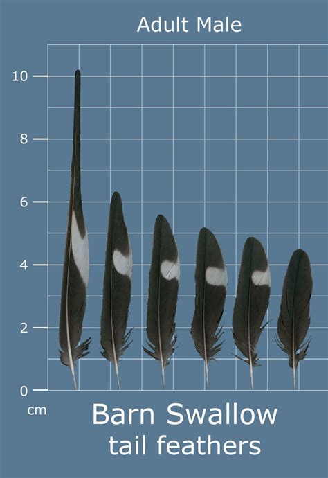 The Feather Atlas Feather Identification And Scans Barn Swallow