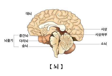 뇌brain 인체정보 의료정보 건강정보 서울아산병원