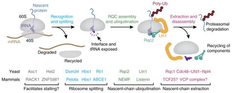 Ribosome Associated Protein Quality Control Pmc