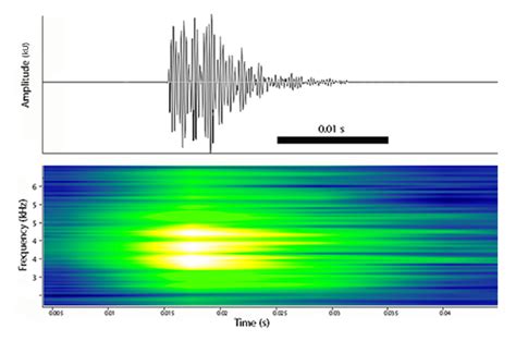 Waveform Above And Spectrogram Below Of The Advertisement Call Of