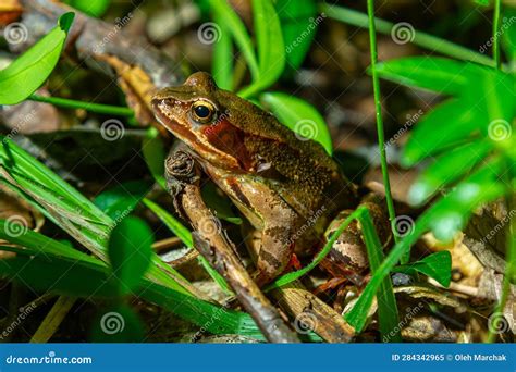 The Wood Frog Lithobates Sylvaticus Or Rana Sylvatica Adult Wood Frogs Are Usually Brown Tan