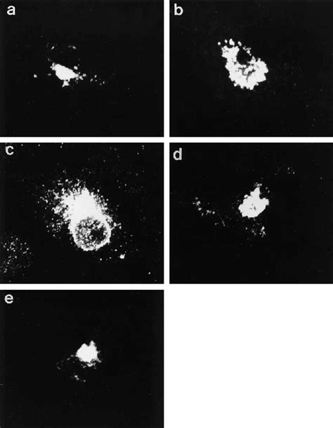 The Effect Of Mgm On The Trans Golgi Is Reversible Cos Cells