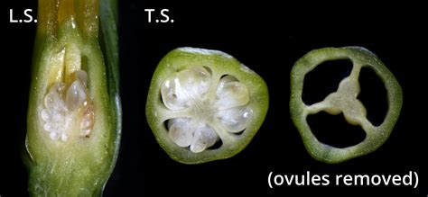 Interactive Virtual Flower Dissection Lab