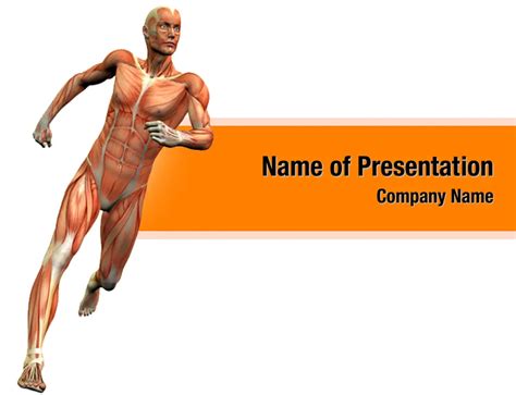 Muscular System Powerpoint Templates Muscular System Powerpoint