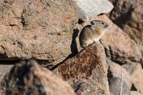 Surrogate Species Piecing Together The Whole Picture Us National