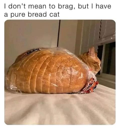 I Dont Mean To Brag But I Have A Pure Bread Cat Meme Memes