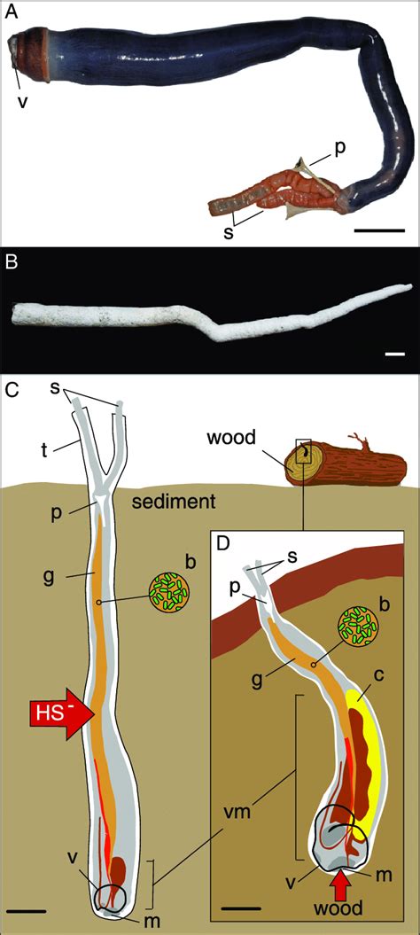 Shipworm Anatomy