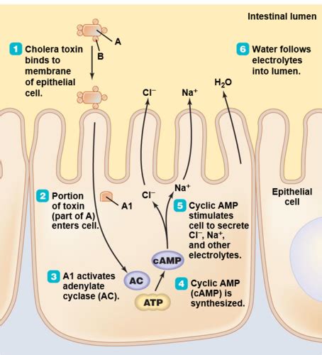 Chapter Host Microbe Interactions Lecture Flashcards Quizlet