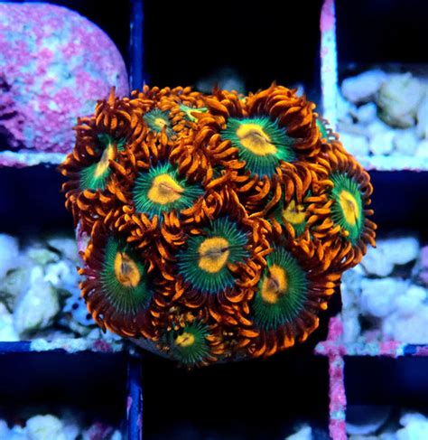 Corals For Sale In Australia Buy Corals Online Oasis Coral