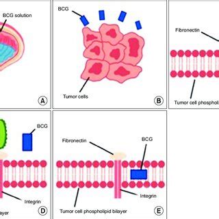 The Hypothetical Mechanistic Pathway Of BCG In The Bladder A BCG Is Download Scientific