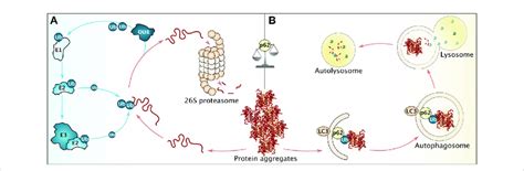 Overview Of Major Cellular Degradation Pathways A Before Degradation