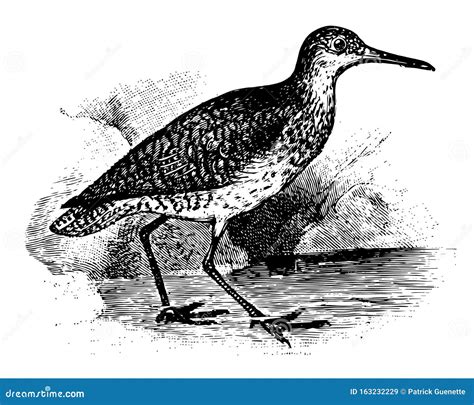Redshank Vintage Illustration Stock Vector Illustration Of Black