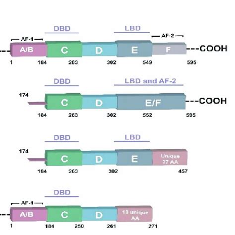 schematic structure and sequence organization of erα and erβ they