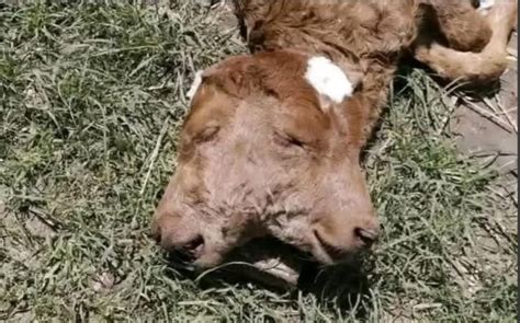 Dairyverse This Image Appears To Show A Calf With Two Faces A Rare