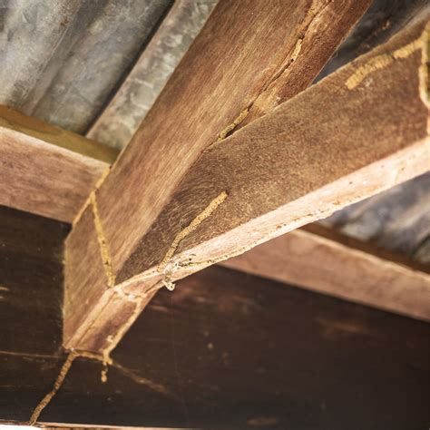 Carpenter Bees Extermination Jersey Shore Potter Pest