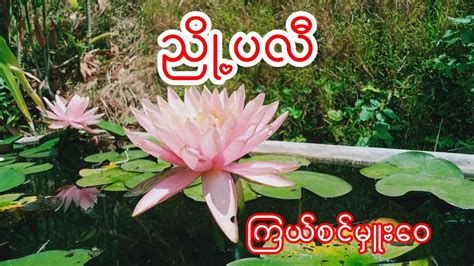 Burmese Audio Story Part 44 ညို့ပလီ ကြယ်စင်မှူးဝေ Youtube