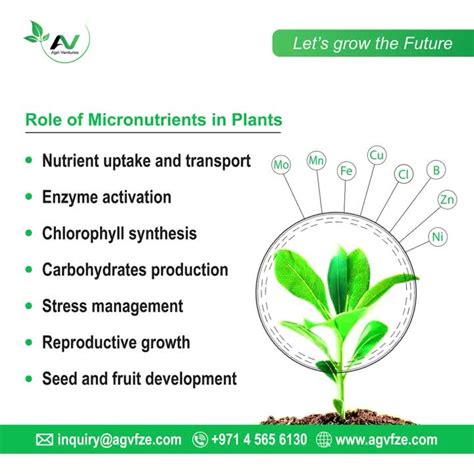 What Are Micronutrients In Plants Agri Ventures Fze Posted On The