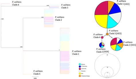 Tcs Parsimony Network Analysis And Phylogeny For D Loop Sequences