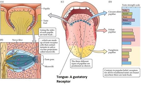 Gustatory Cells The Taste Buds Taste Detectors By Static And Flow
