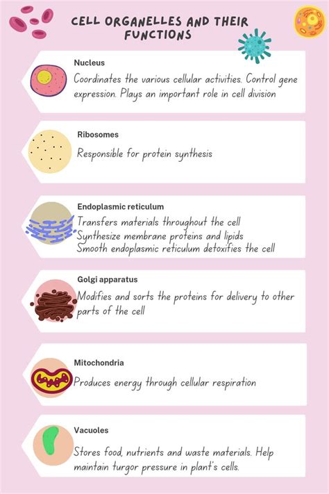 Cell Organelles And Their Functions Cell Organelles Human Cell