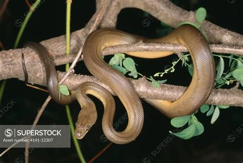 Olive Python Liasis Olivaceus Northern Territory Australia Superstock