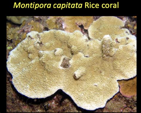 CORAL IDENTIFICATION Flashcards Quizlet