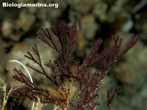 Bugula Neritina 22 Biologia Marina Del Mediterraneo