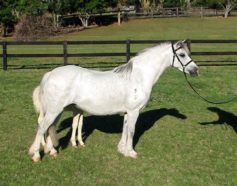 Welsh Pony For Sale Broodmare Show Mare Osory Clemency Welsh Stud