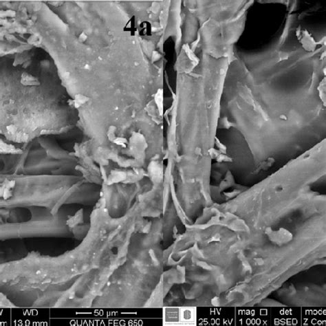 Surface Sem Micrographs Of Treatments 4 And 10 Control Board