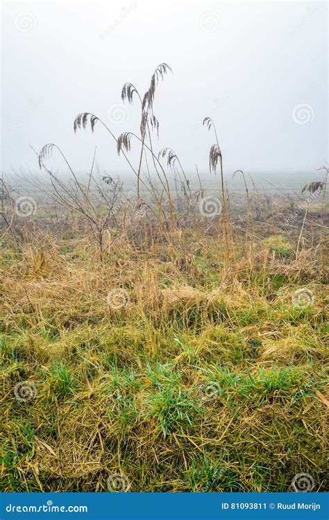 Foggy Morning With Dripping Wet Reeds Stock Image Image Of Nature