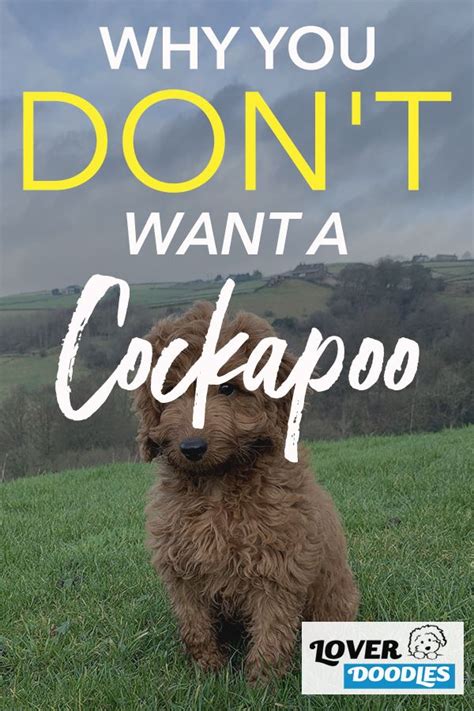 Cockapoo Generations Made Easy F1 F1b F1bb F2 F2b F2bb F3 Multigen