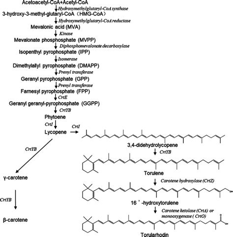 Genomics And Lipidomics Analysis Of The Biotechnologically Important