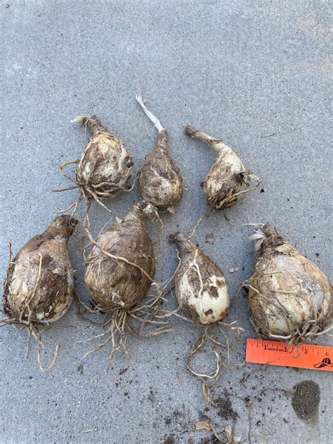 Amaryllis Belladonna Naked Lady Plant Bulbs Large Etsy
