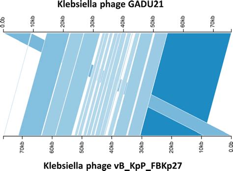 The Genome Comparison Of Klebsiella Phage Gadu21 And Klebsiella Phage