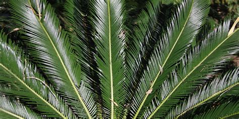 White Spots On Palm Tree Leaves Causes And Cure Embracegardening
