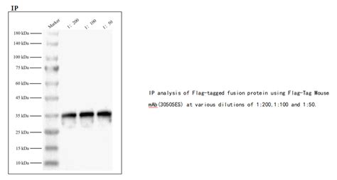 Flag标签dykddddk小鼠单克隆抗体mouse Mab
