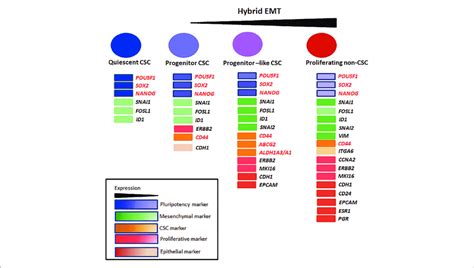 The Heterogeneity In Cancer Stem Cells Cscs The Different
