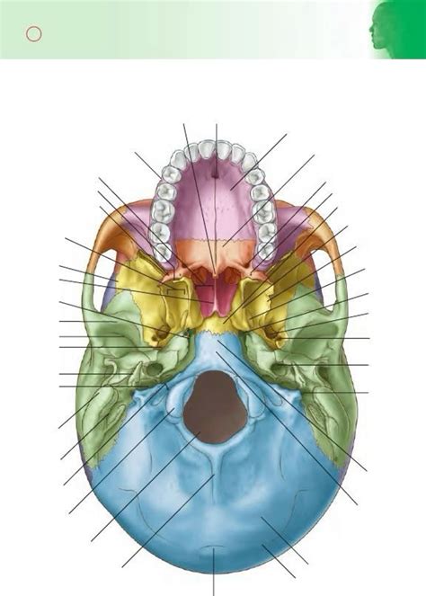 Best 12 Define The Following Views And Points Of Axial Skeleton In