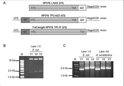 Diagrammatic Presentation Of Constructed Protein Expression Vectors For