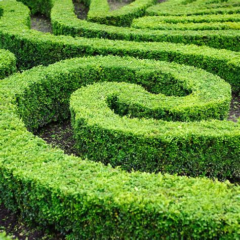 Buchsbaum Kaufen Pflanzen Kölle