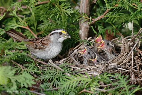 White Throated Sparrow Nest Paulrossibirds